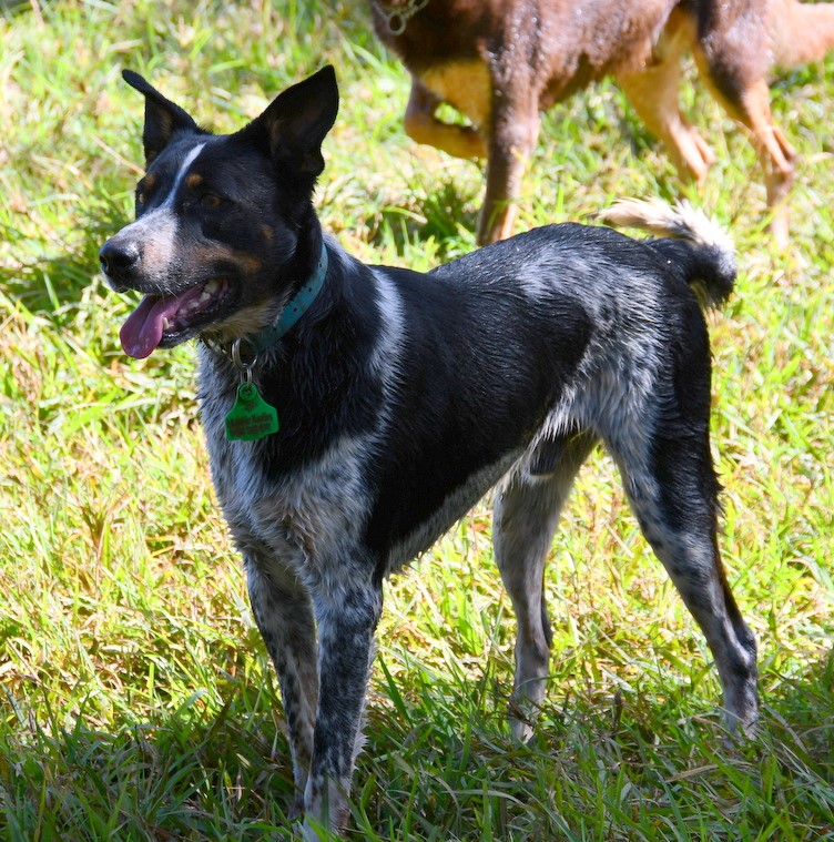 Adopt Spanner from Cairns QLD | Adopt-A-Dog