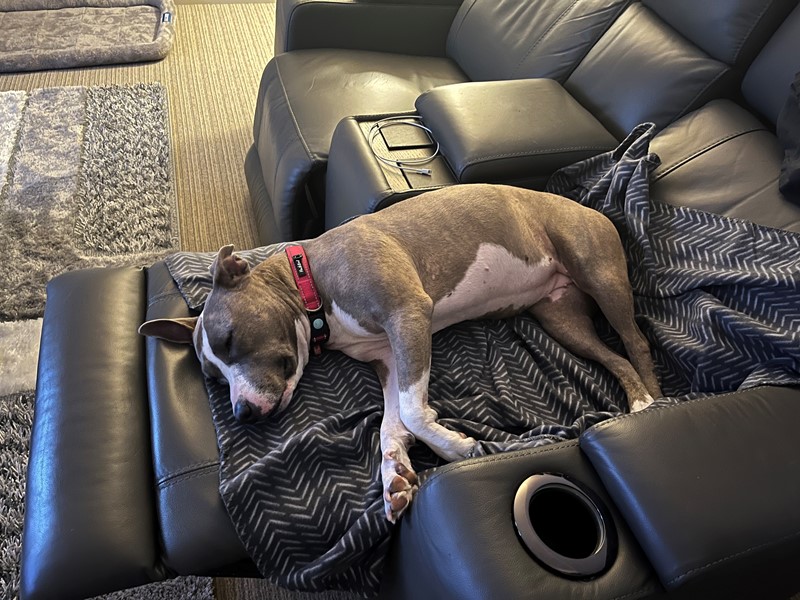 Adopt Bonnie from Perth WA | Adopt-A-Dog