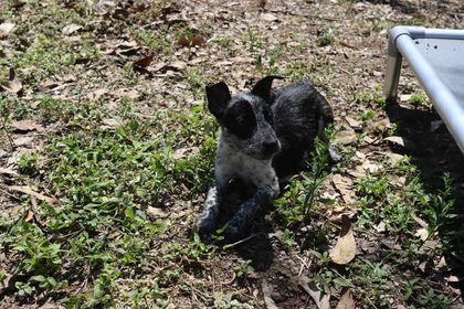 Adopt Mika from MAREEBA QLD | Adopt-A-Dog