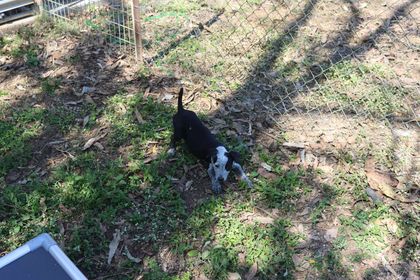 Adopt Starla from MAREEBA QLD | Adopt-A-Dog