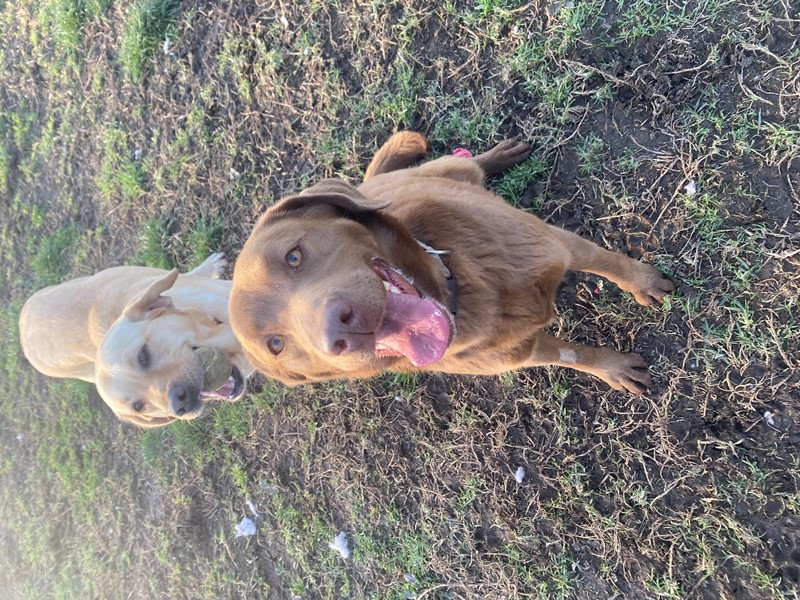 Adopt Maple from Coldstream VIC | Adopt-A-Dog