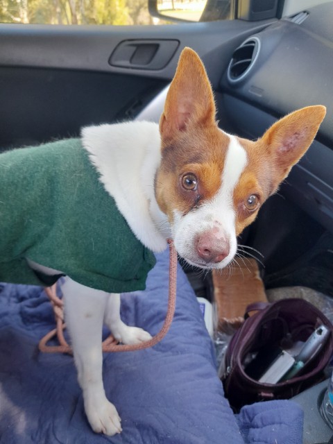 Adopt Buddy from Dubbo NSW | Adopt-A-Dog