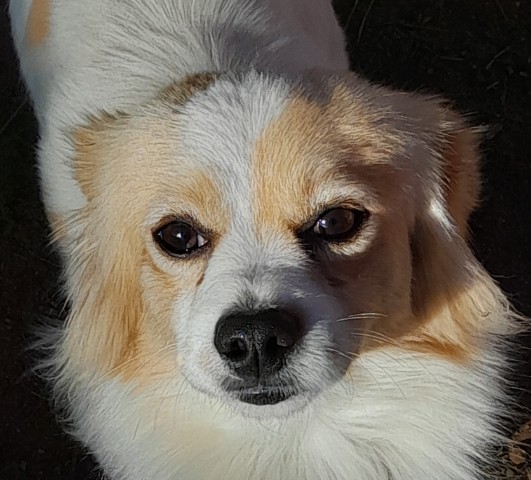 Adopt Tommy Jack from Dubbo NSW | Adopt-A-Dog