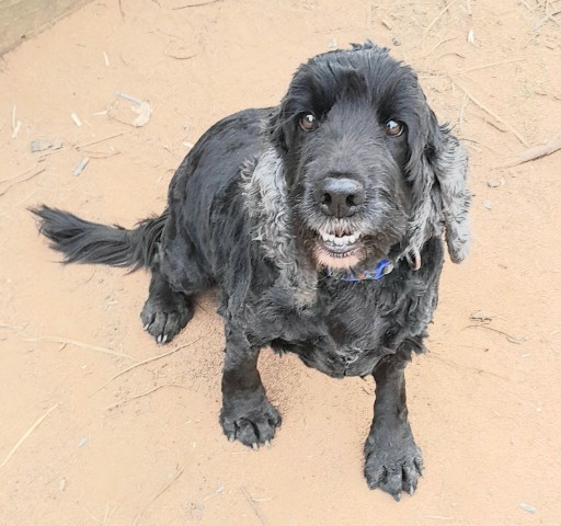 Adopt Daisy from Dubbo NSW | Adopt-A-Dog