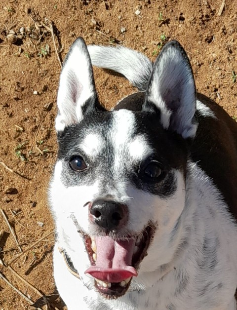Adopt Spot from Dubbo NSW | Adopt-A-Dog