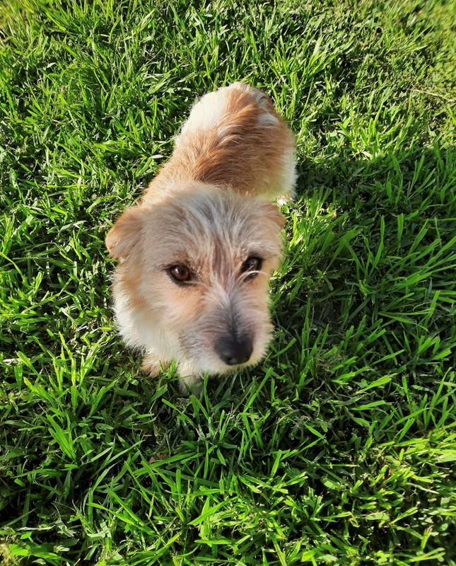 Adopt Buddy from Mount Warren Park QLD | Adopt-A-Dog