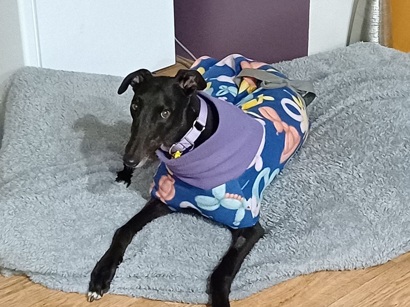 Adopt Patti from Perth WA | Adopt-A-Dog