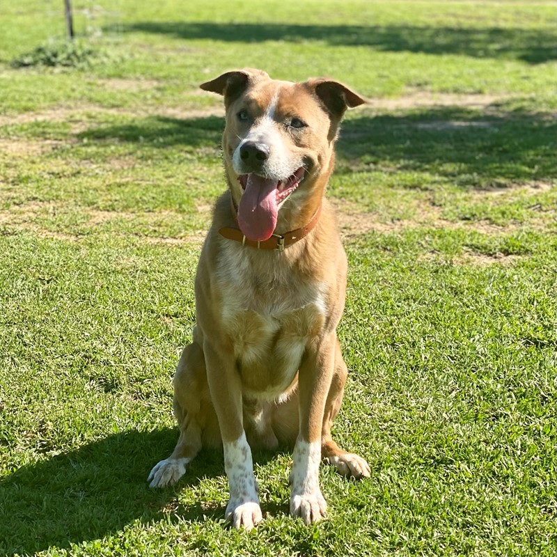 Adopt Riley from Perth WA | Adopt-A-Dog