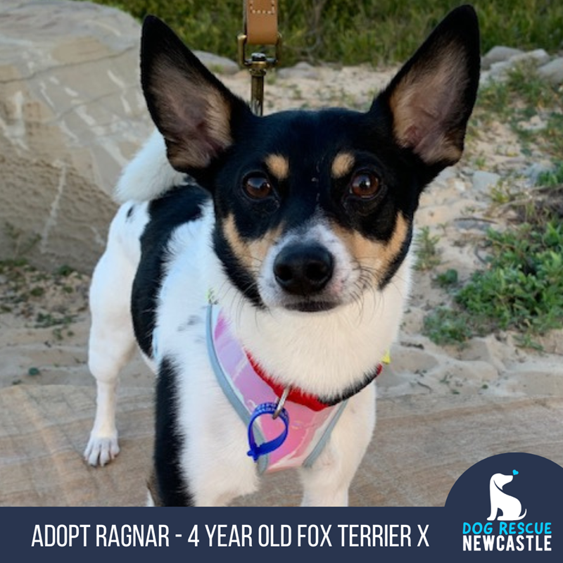 Adopt Ragnar (Trial) from Warabrook NSW | Adopt-A-Dog