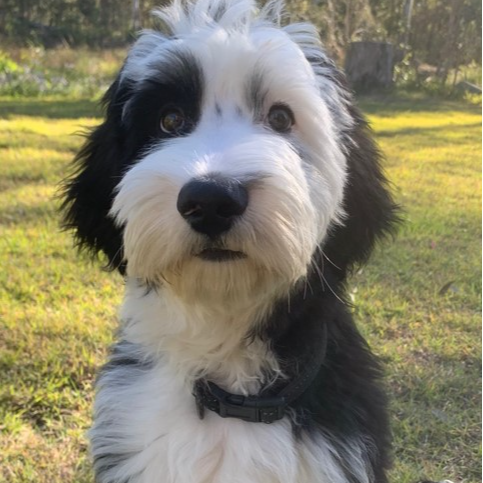 Adopt Winson from Brisbane QLD | Adopt-A-Dog