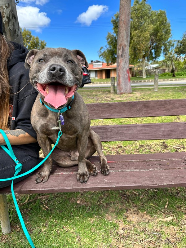 Adopt Nairo from Perth WA | Adopt-A-Dog