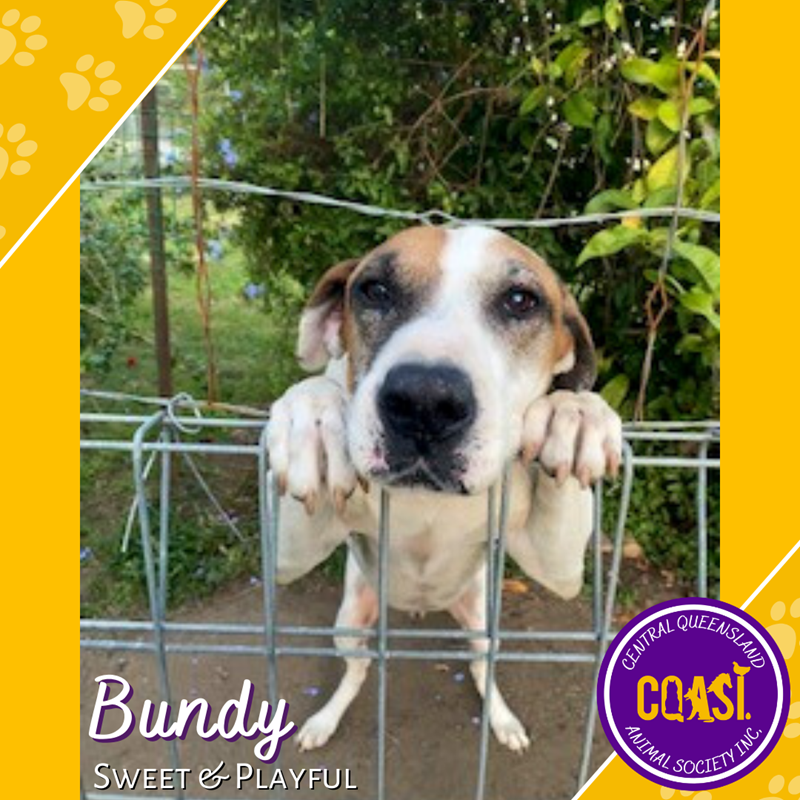 Adopt Bundy from Rockhampton QLD | Adopt-A-Dog