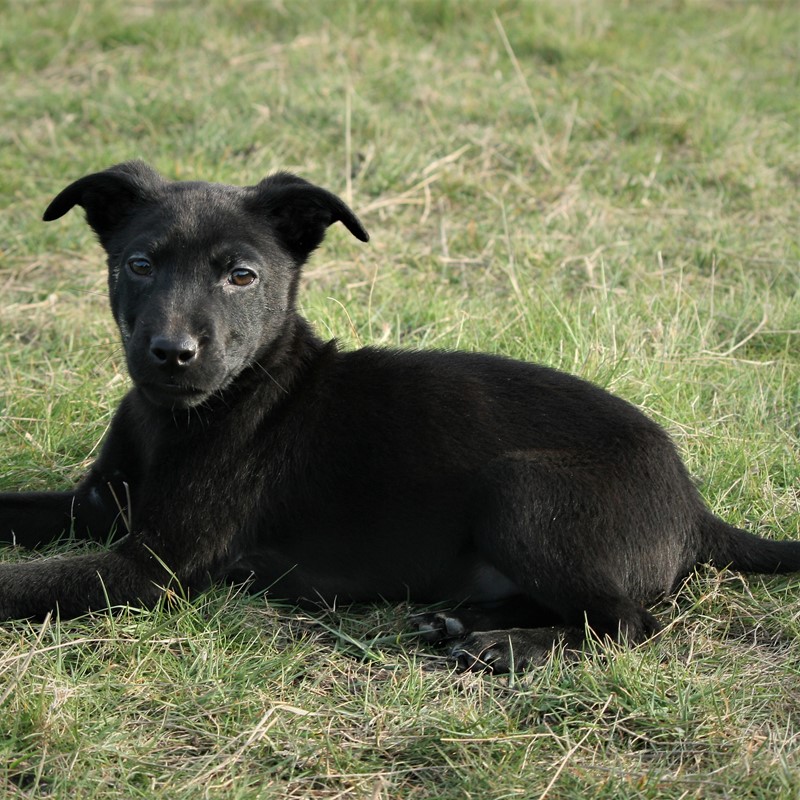 Adopt Duigan from Launceston TAS | Adopt-A-Dog