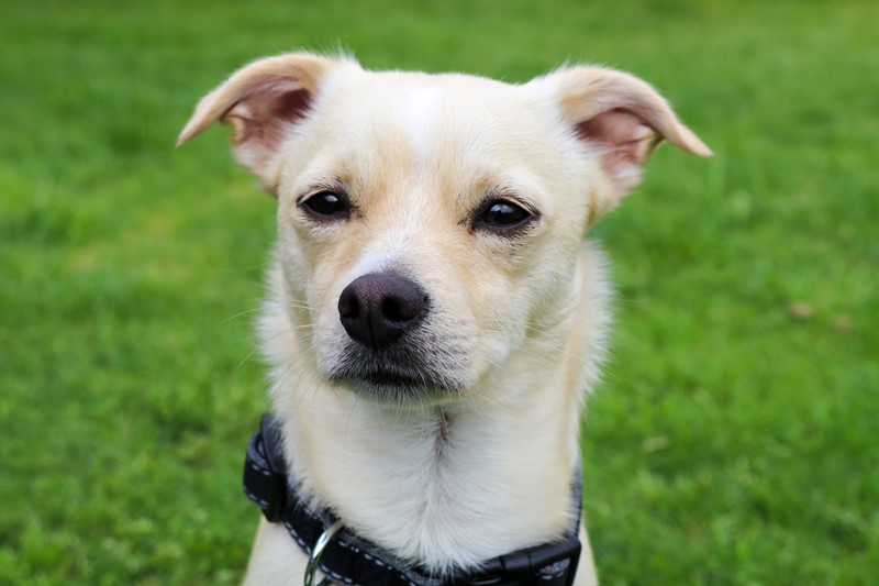 Adopt Symba from Perth WA | Adopt-A-Dog