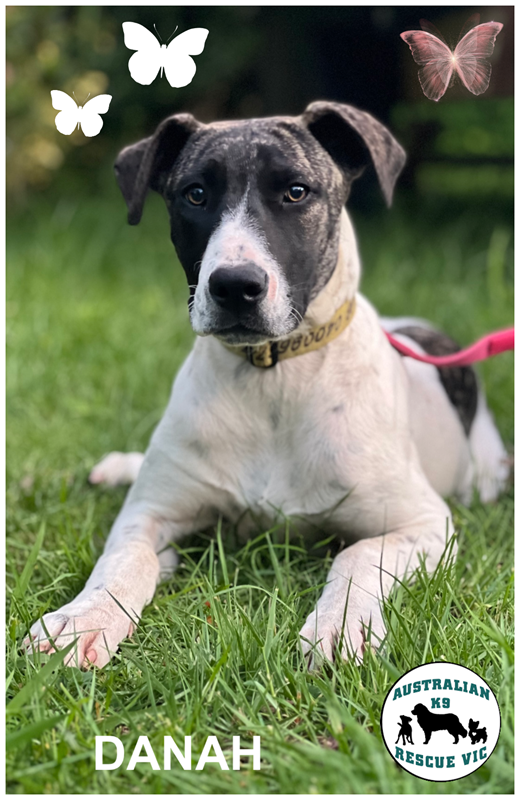 Adopt Danah from Greensborough VIC | Adopt-A-Dog