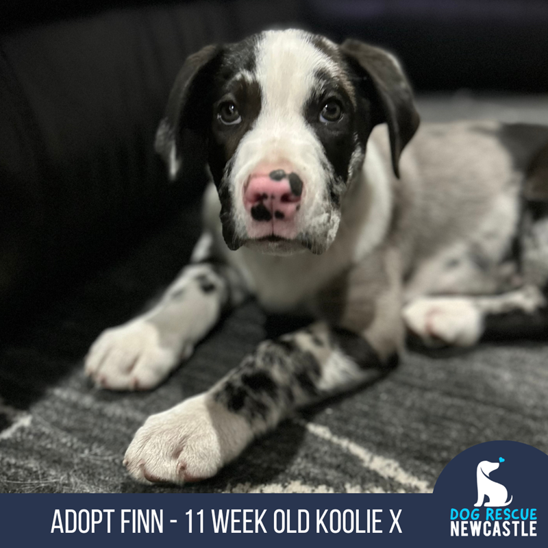 Adopt Finn (Trial) from Stockton NSW | Adopt-A-Dog