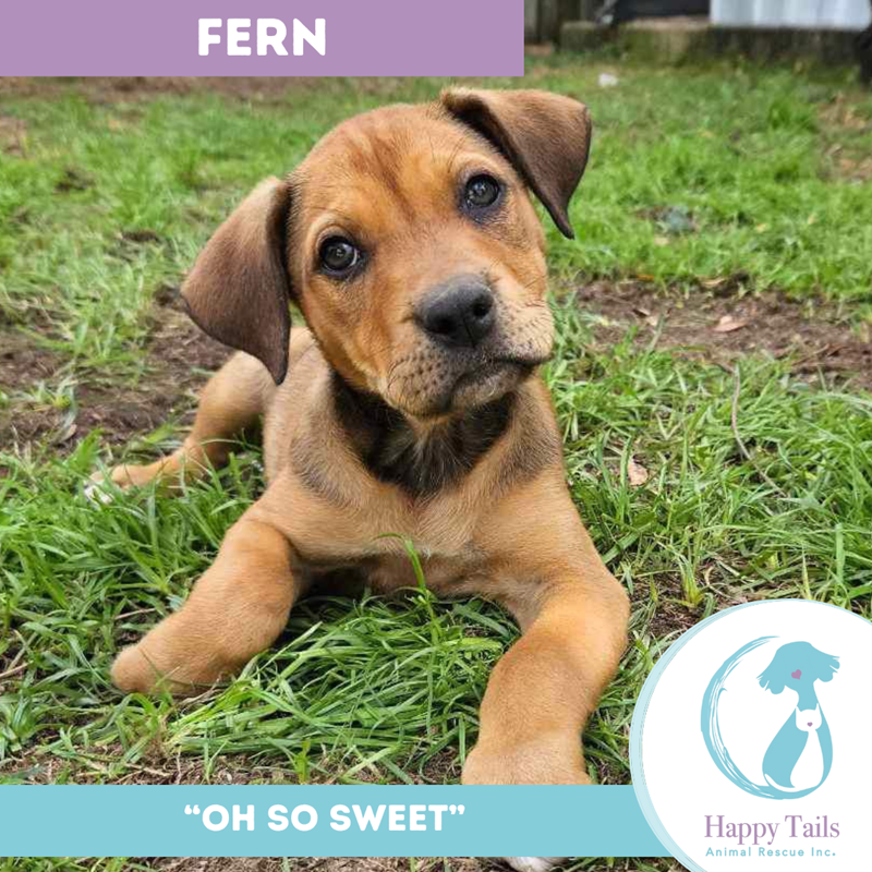 Adopt Fern from Newmarket QLD | Adopt-A-Dog