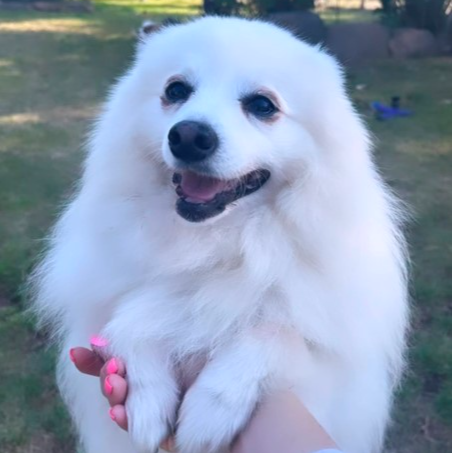 Adopt OSKI from WESTLEIGH NSW | Adopt-A-Dog