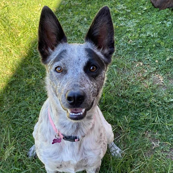Adopt Pepper from FARNSFIELD QLD | Adopt-A-Dog