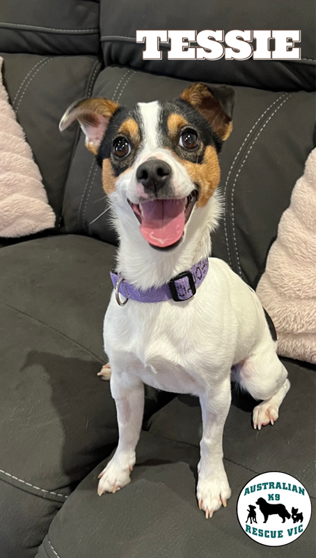 Adopt Tessie from EPPING VIC | Adopt-A-Dog