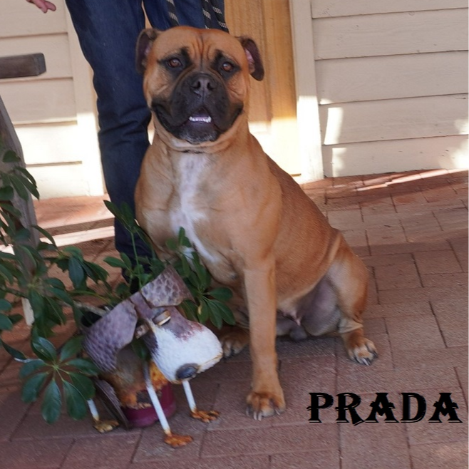 Adopt Prada from Malaga WA | Adopt-A-Dog