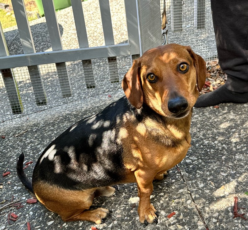 Adopt Doug from Holmview QLD | Adopt-A-Dog