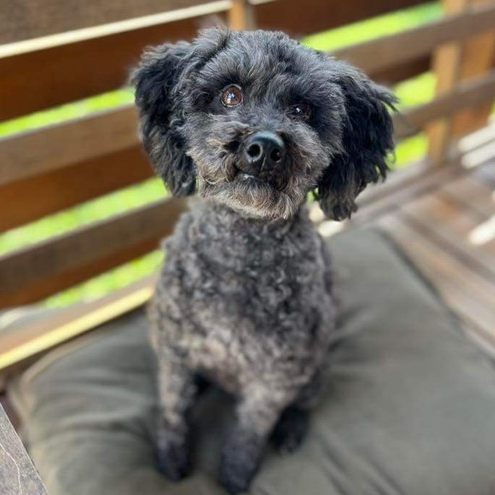 Adopt Chewy from Brisbane QLD | Adopt-A-Dog