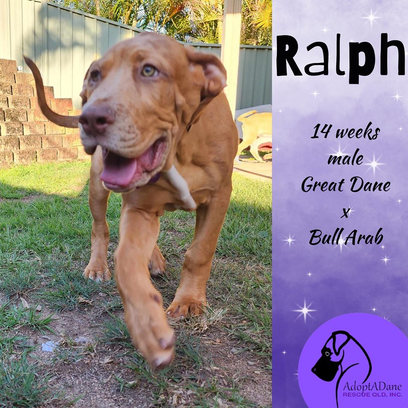 Adopt Ralph from Brisbane QLD | Adopt-A-Dog
