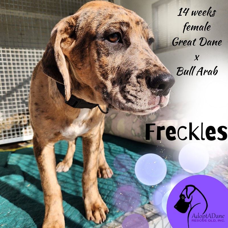 Adopt Freckles from Brisbane QLD | Adopt-A-Dog