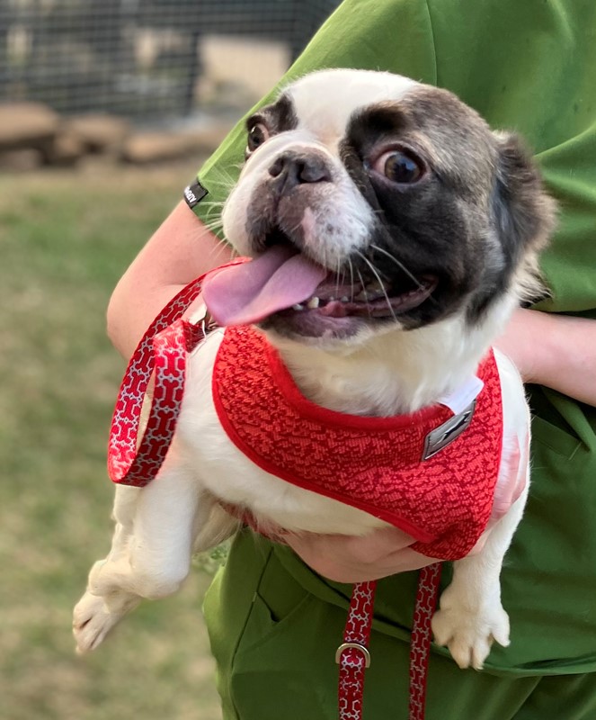 Adopt Gigi from Hillcrest QLD | Adopt-A-Dog