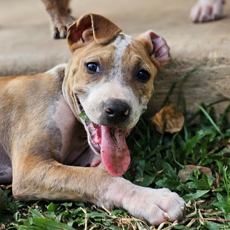 Adopt Chisel from Cairns QLD | Adopt-A-Dog