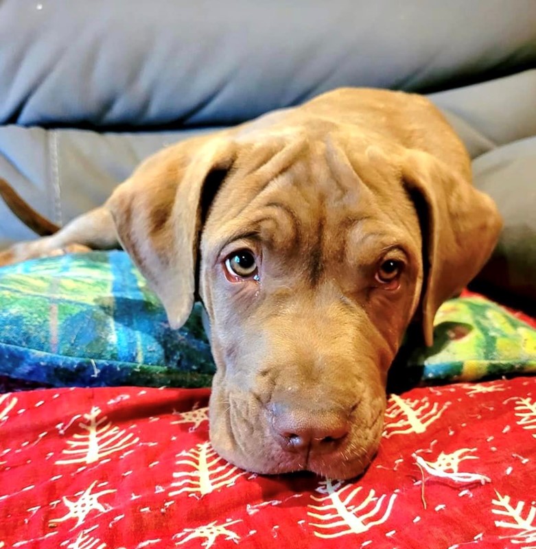 Adopt Hash Brown from Caboolture QLD | Adopt-A-Dog