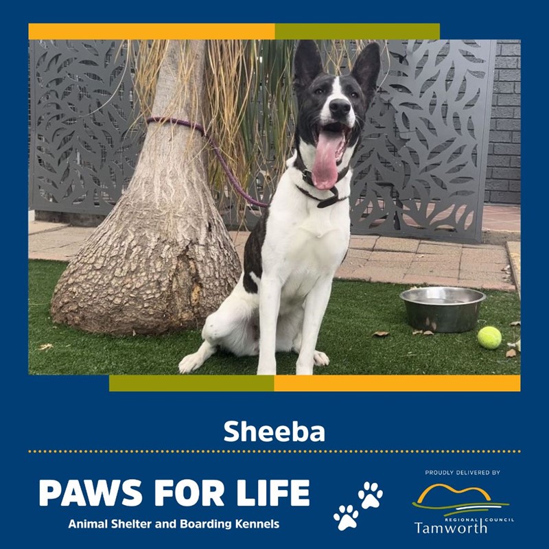 Adopt Sheeba from Tamworth NSW | Adopt-A-Dog