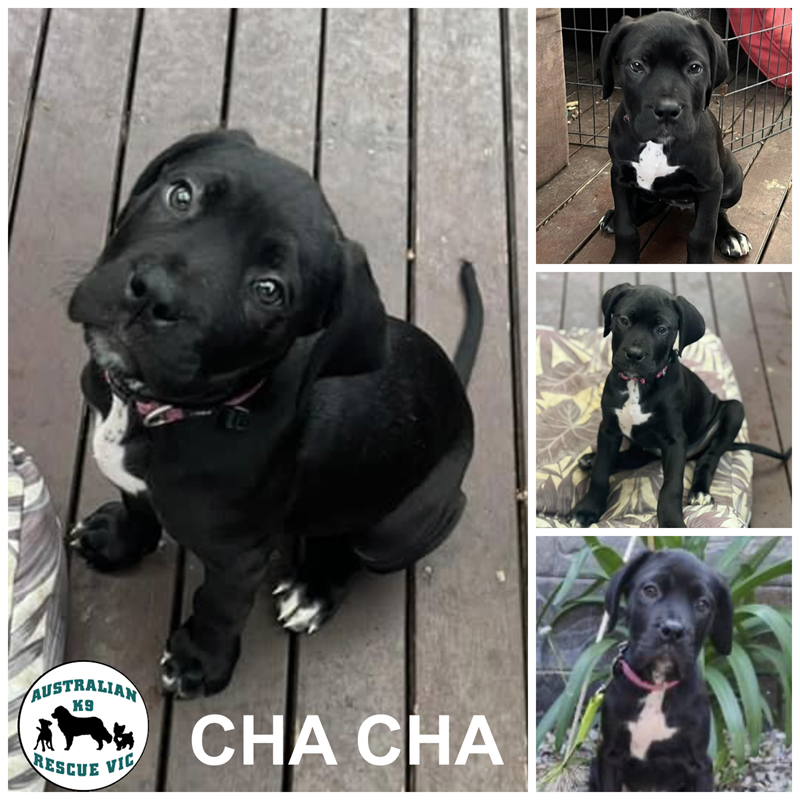 Adopt Cha Cha from Mernda VIC | Adopt-A-Dog