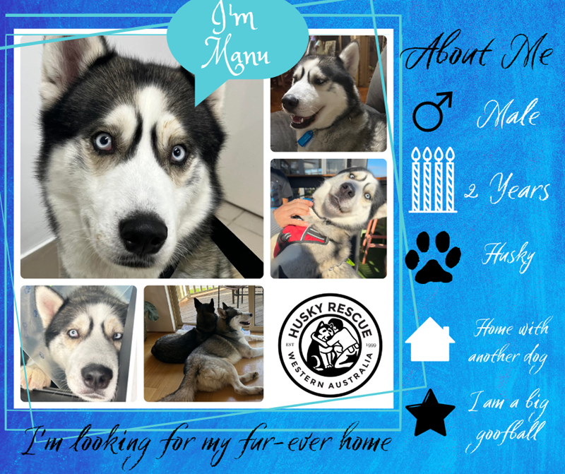 Adopt Manu from Perth WA | Adopt-A-Dog