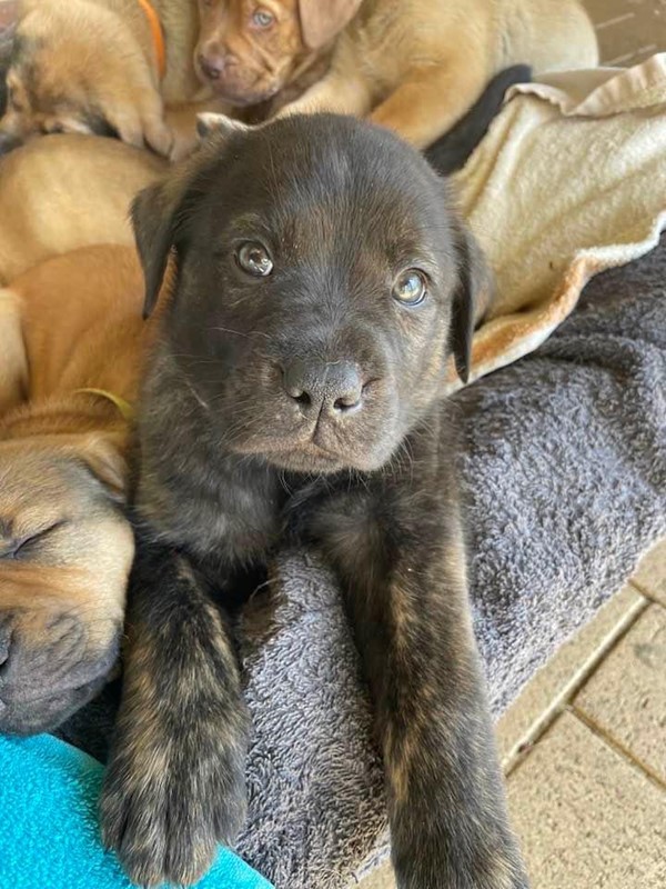 Adopt Puppy Benny from Perth WA | Adopt-A-Dog