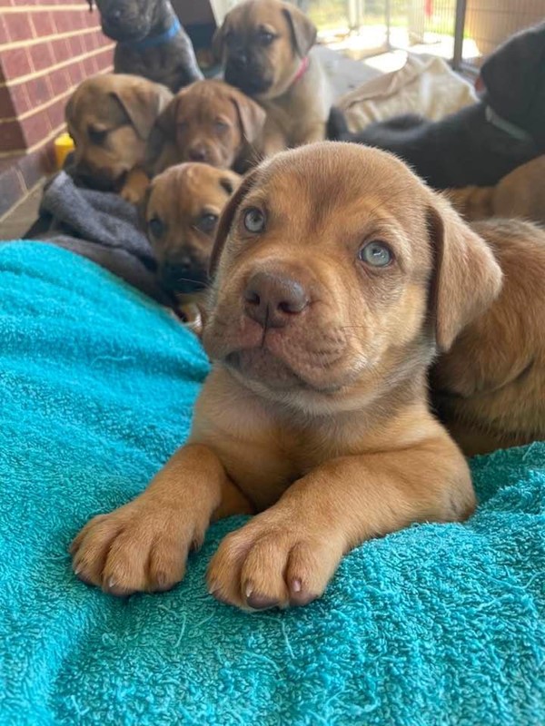 Adopt Puppy Jeremy from Perth WA | Adopt-A-Dog