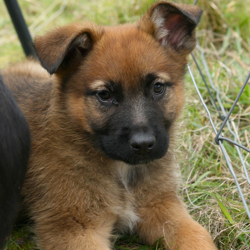 Adopt Arias from Launceston TAS | Adopt-A-Dog