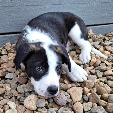 Adopt Sorrel from Brisbane QLD | Adopt-A-Dog