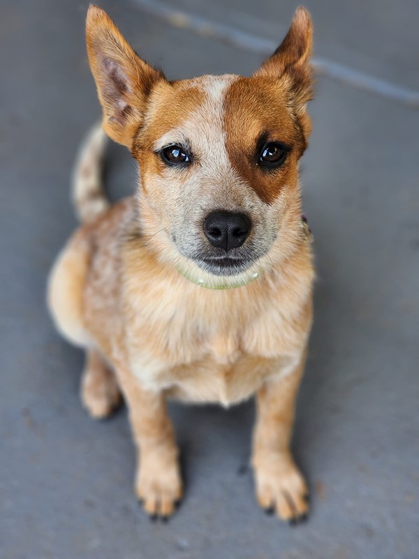 Adopt Mata from Airport West VIC | Adopt-A-Dog