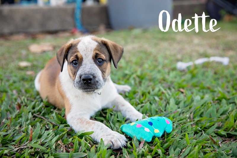 Adopt ODETTE from BLUEWATER PARK ACT | Adopt-A-Dog