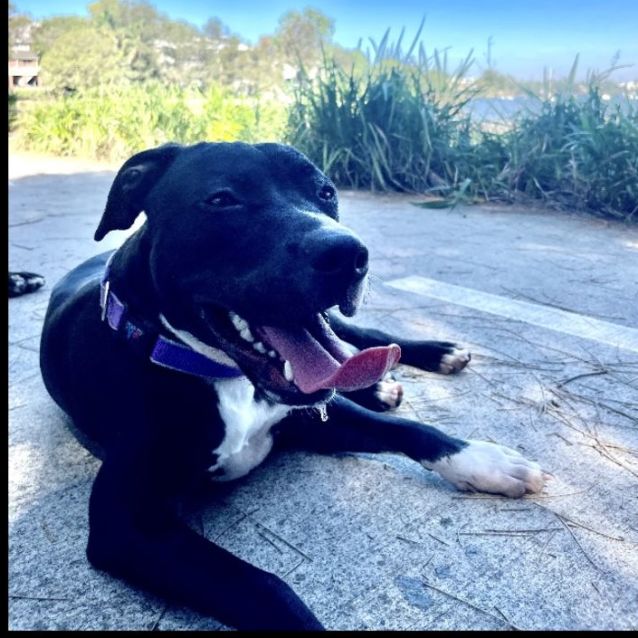 Adopt Spencer from Coogee NSW | Adopt-A-Dog