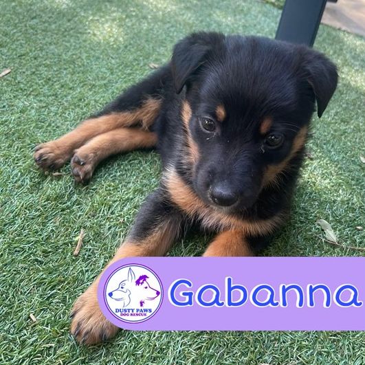 Adopt Gabanna from Richmond SA | Adopt-A-Dog