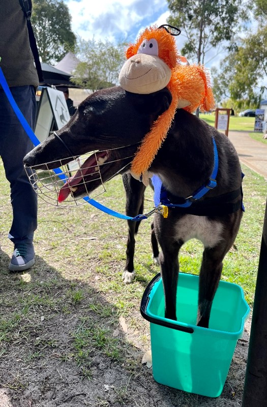 Adopt Mick from Perth WA | Adopt-A-Dog