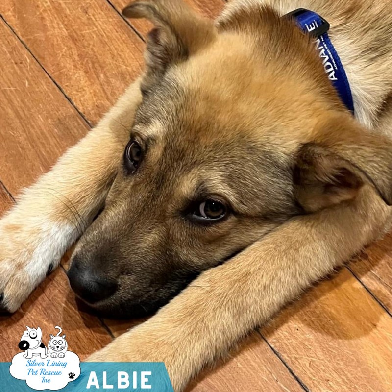 Adopt Albie from Everton Park QLD | Adopt-A-Dog