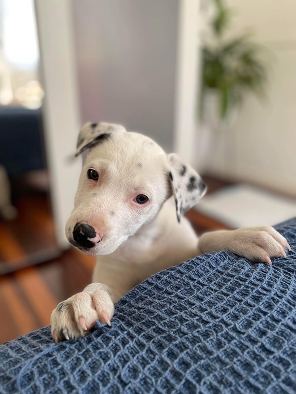 Adopt Sheldon from Keperra QLD | Adopt-A-Dog