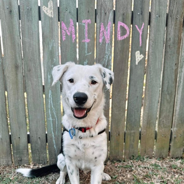 Adopt Mindy from Mitchelton QLD | Adopt-A-Dog