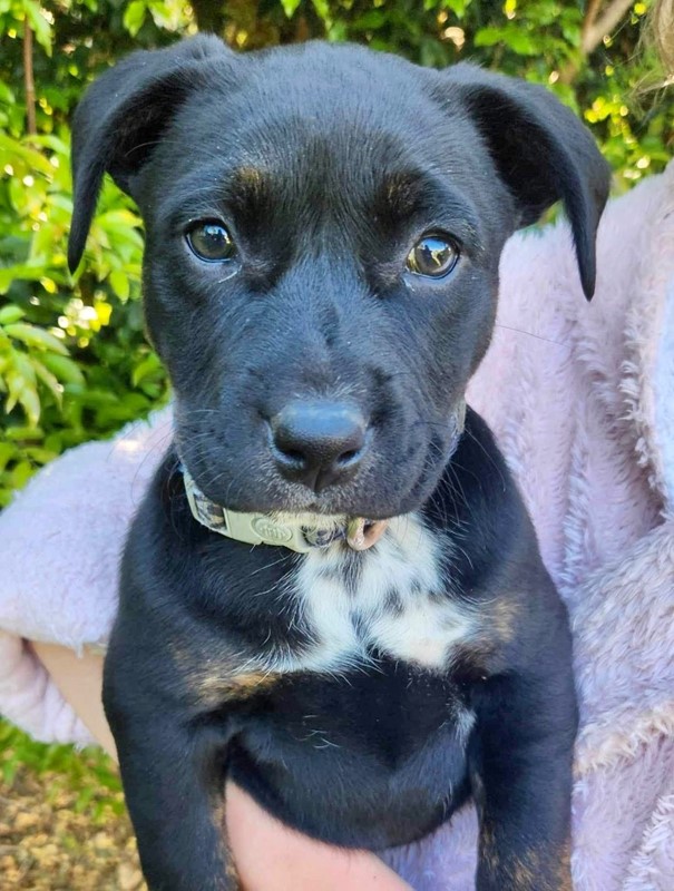 Adopt Nova from Brisbane QLD | Adopt-A-Dog
