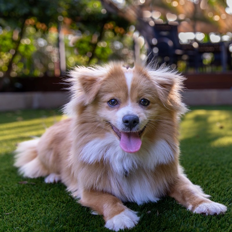 Adopt Gilbert from Perth WA | Adopt-A-Dog