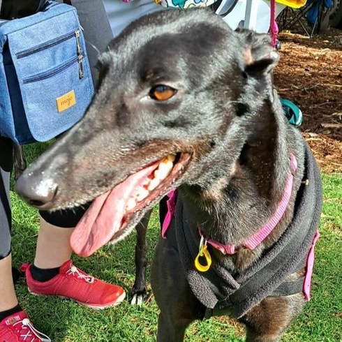 Adopt Girlie from Perth WA | Adopt-A-Dog